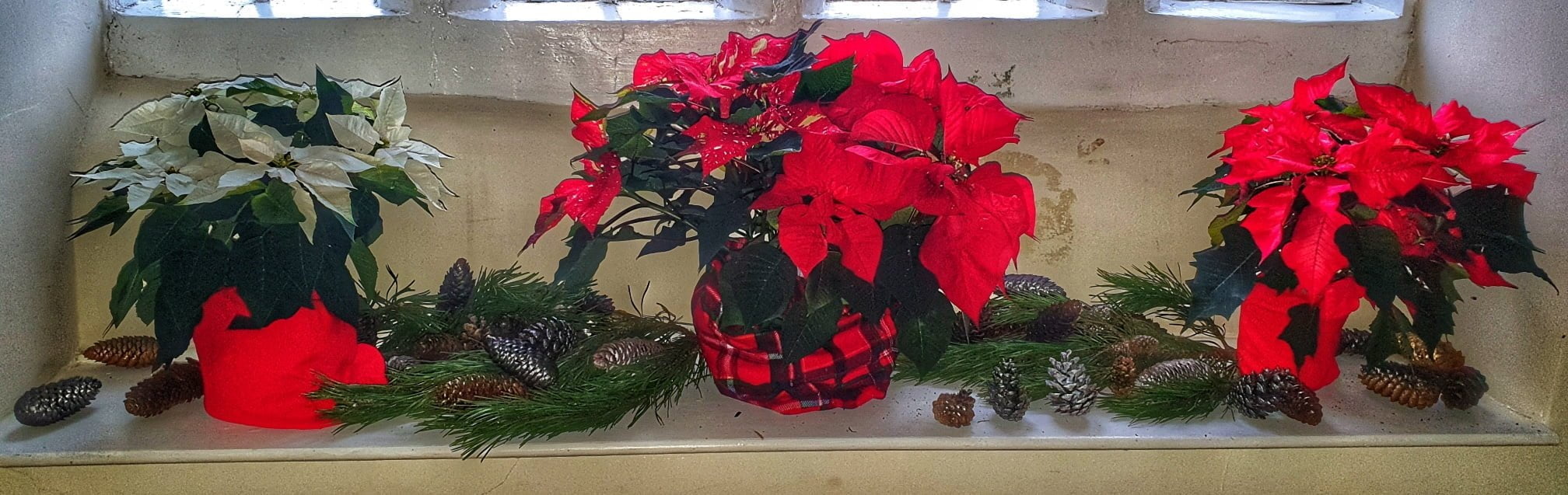 Poinsettia: A Christmas Display - Mummy Fever