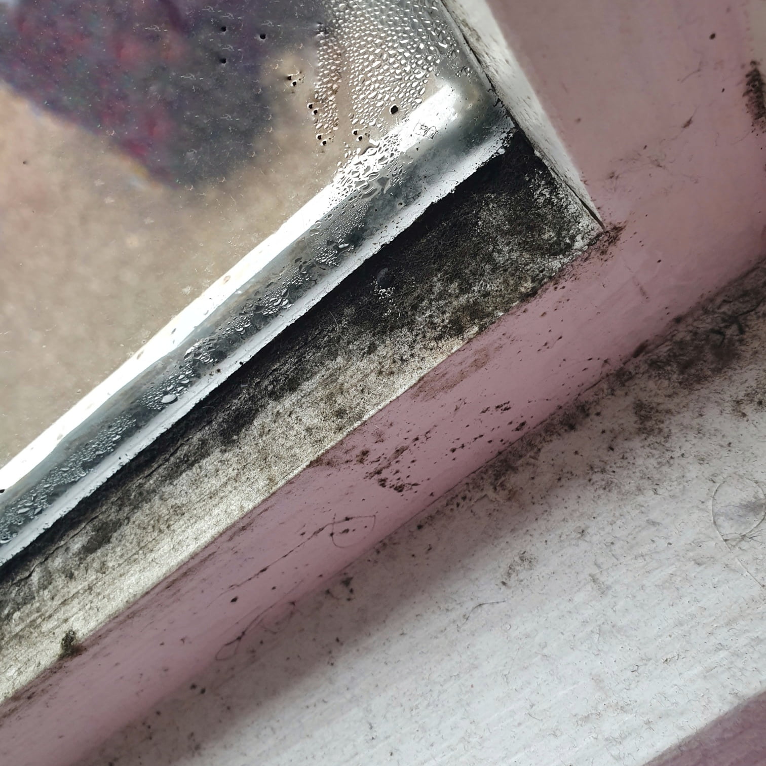 7 Common Types of Mould In Your House - Mummy Fever